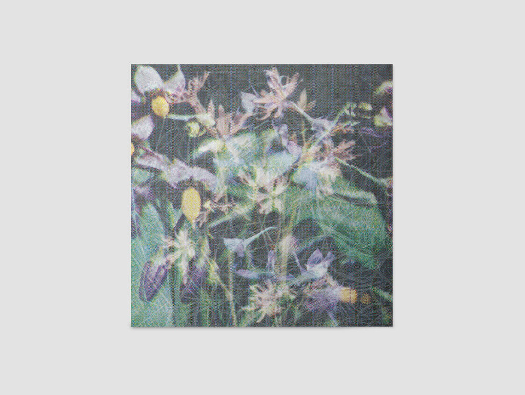Jas Shaw // Between The Seed And The Timber LP – Tobira Records