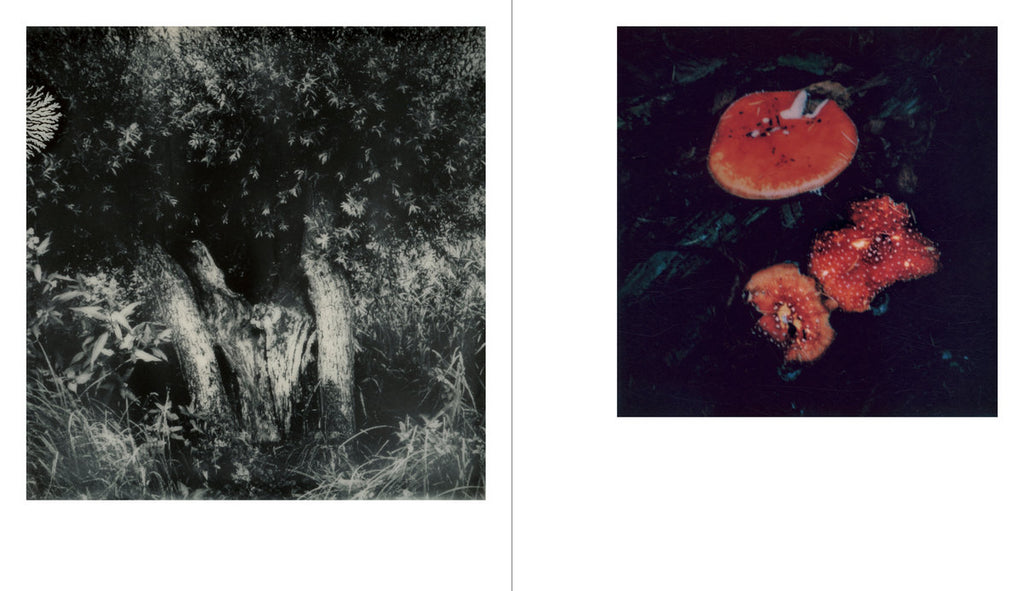 Michael Roemers / Federico Durand // Té De Flores Silvestres ART BOOK ...
